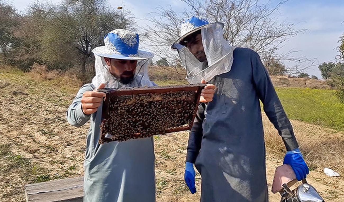 Plan bee: Pakistan honey exports create jobs buzz | The Foreign Code